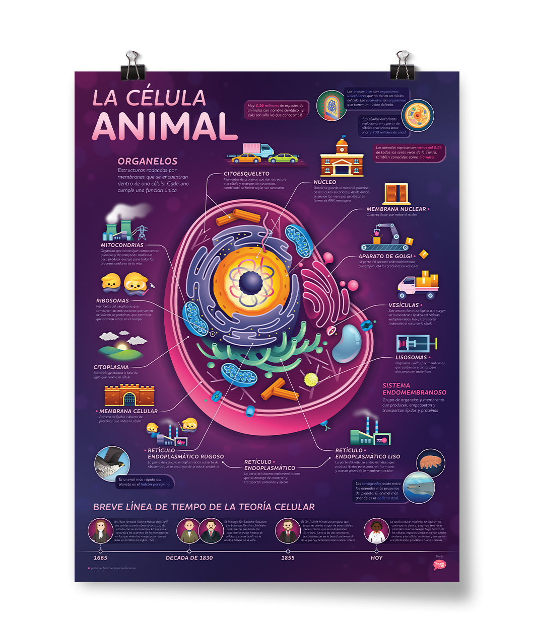 Crash Course - La Célula Animal Póster – Complexly Store