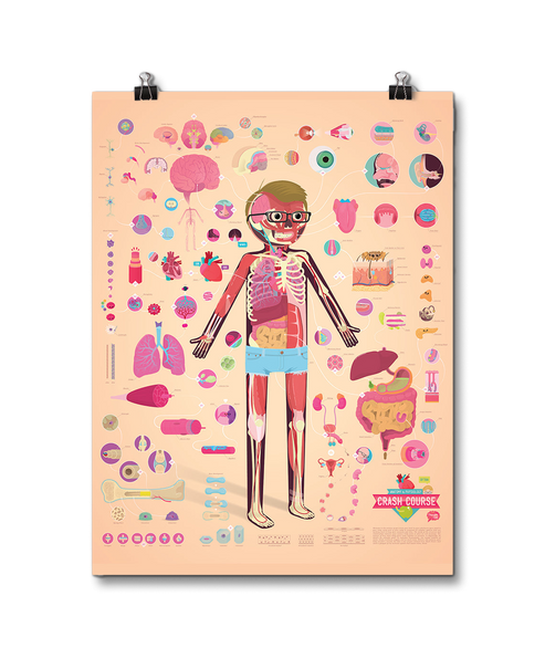 CrashCourse | Anatomy and Physiology Poster – Complexly Store