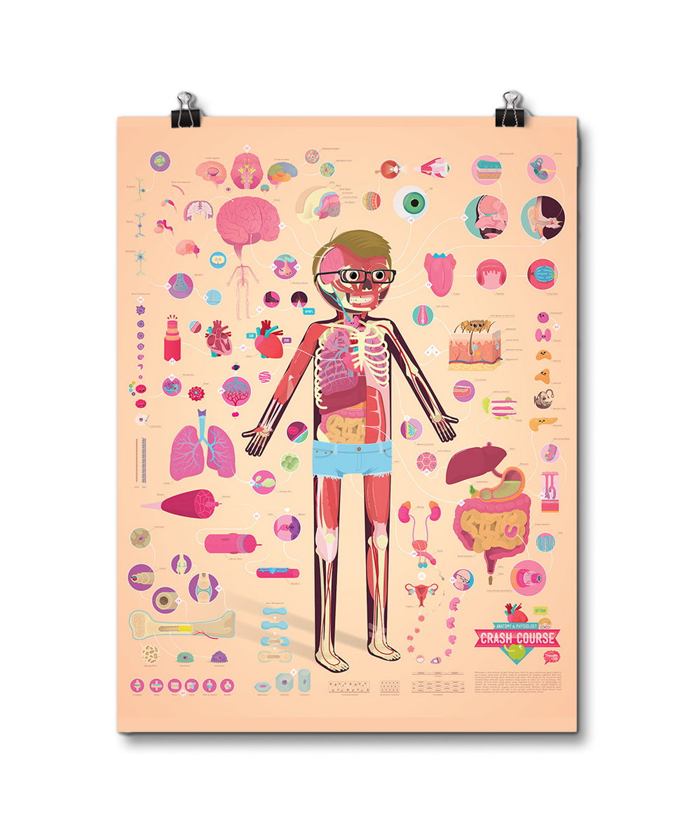 CrashCourse | Anatomy and Physiology Poster – Complexly Store
