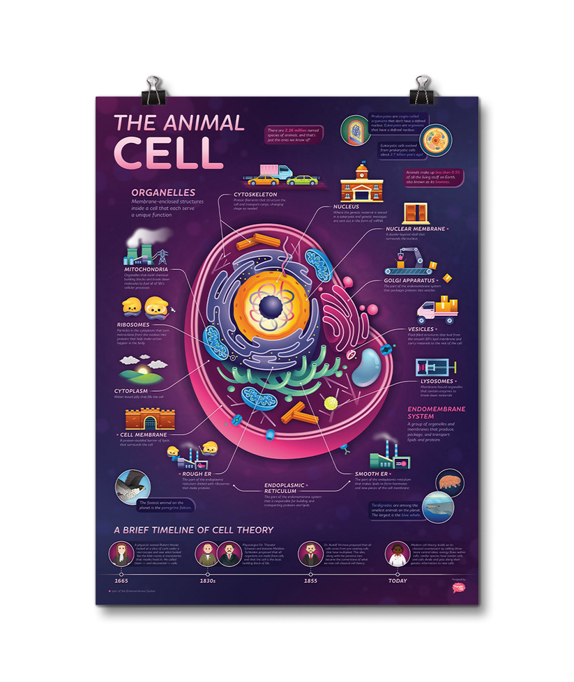 Crash Course Animal Cell Poster – Complexly Store