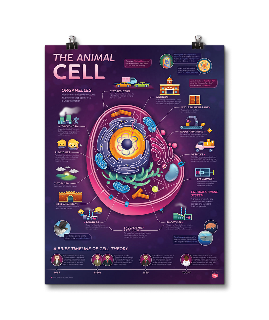 Crash Course – Complexly Store